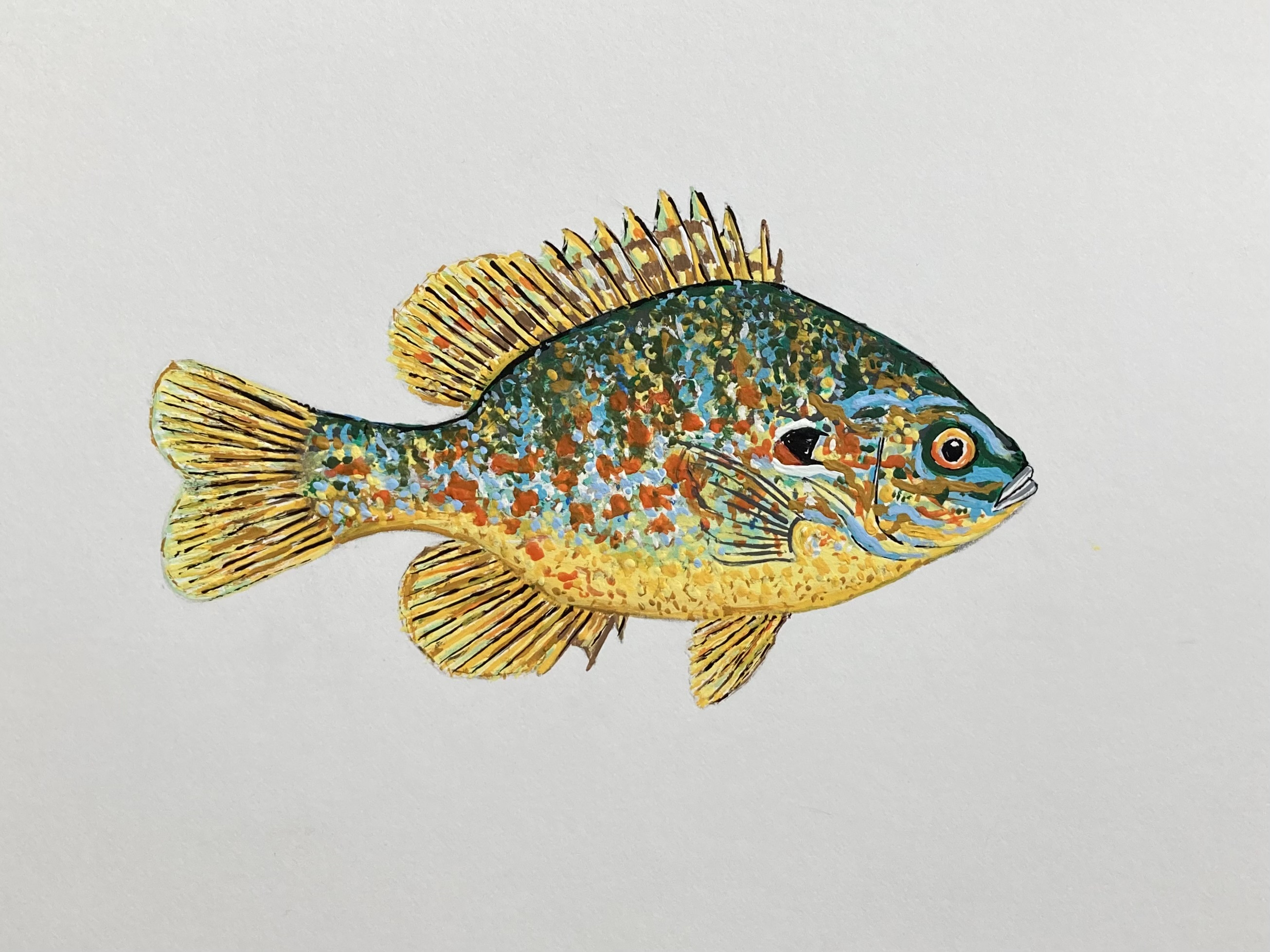 Fish – Jay’s Outback